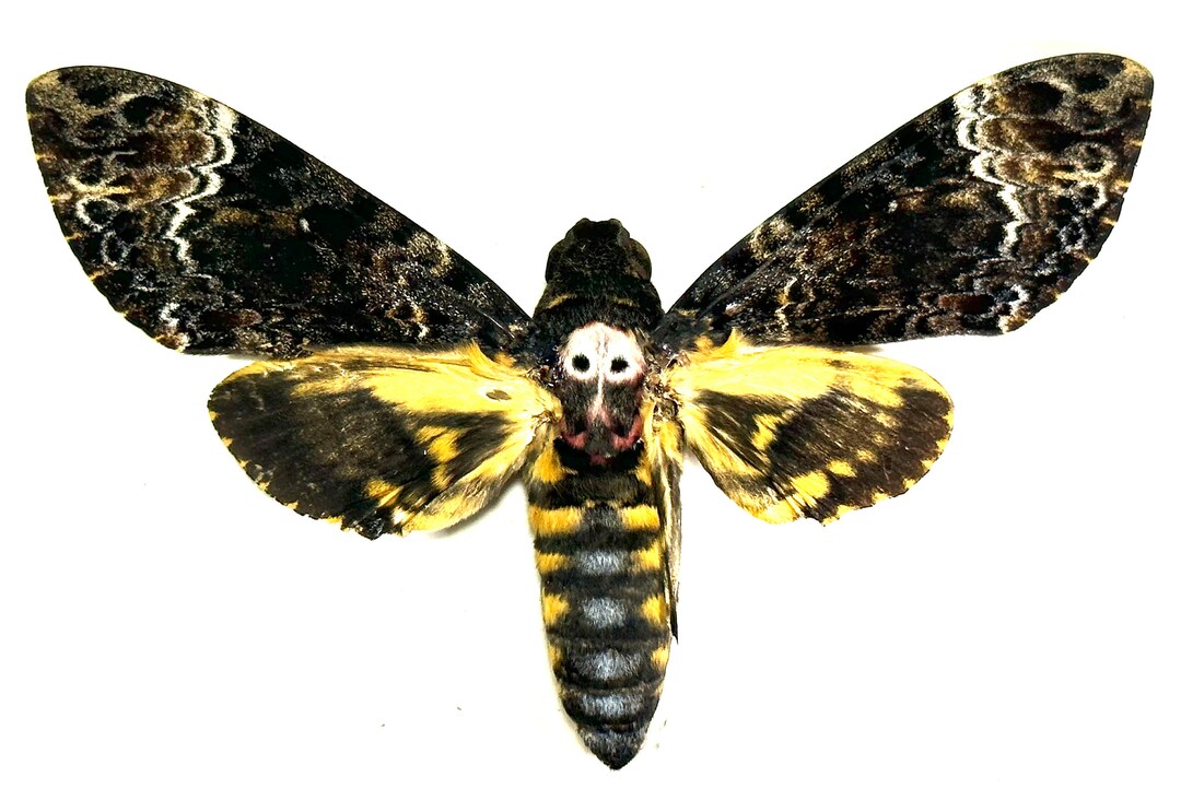 Real Acherontia Lachesis Greater Death’s Head Moth Home Decor - Etsy