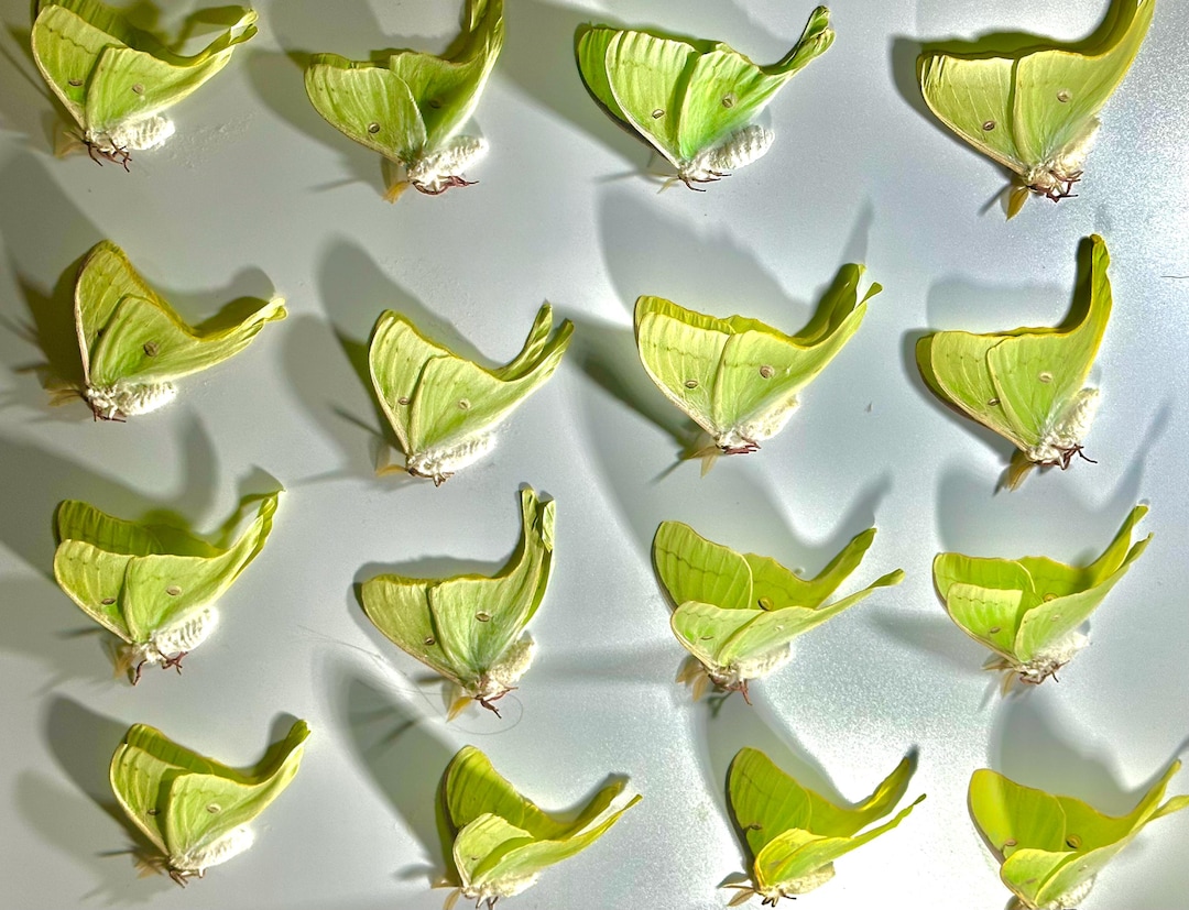 Real Luna Moth Green Actias Luna North America Home Decor - Etsy