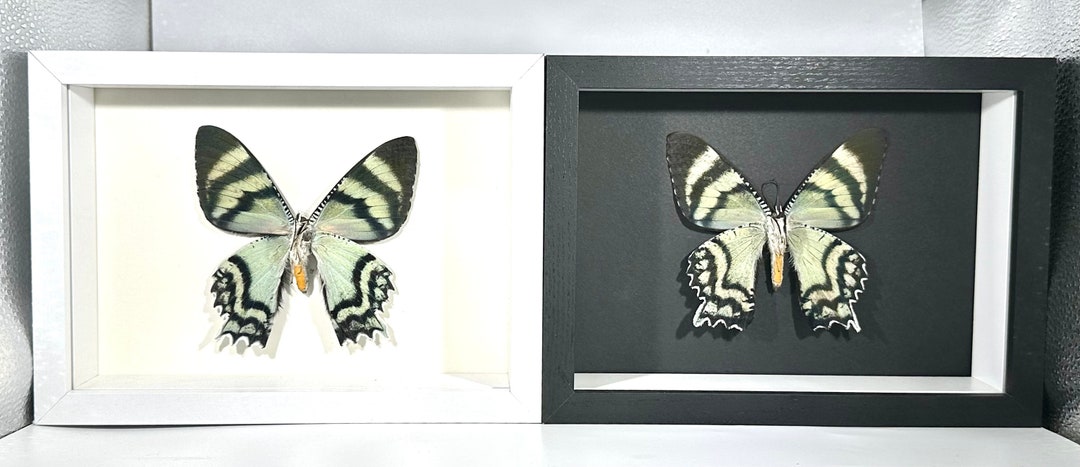Framed Green Alcides Orontes Moth Home Decor Indonesia - Etsy