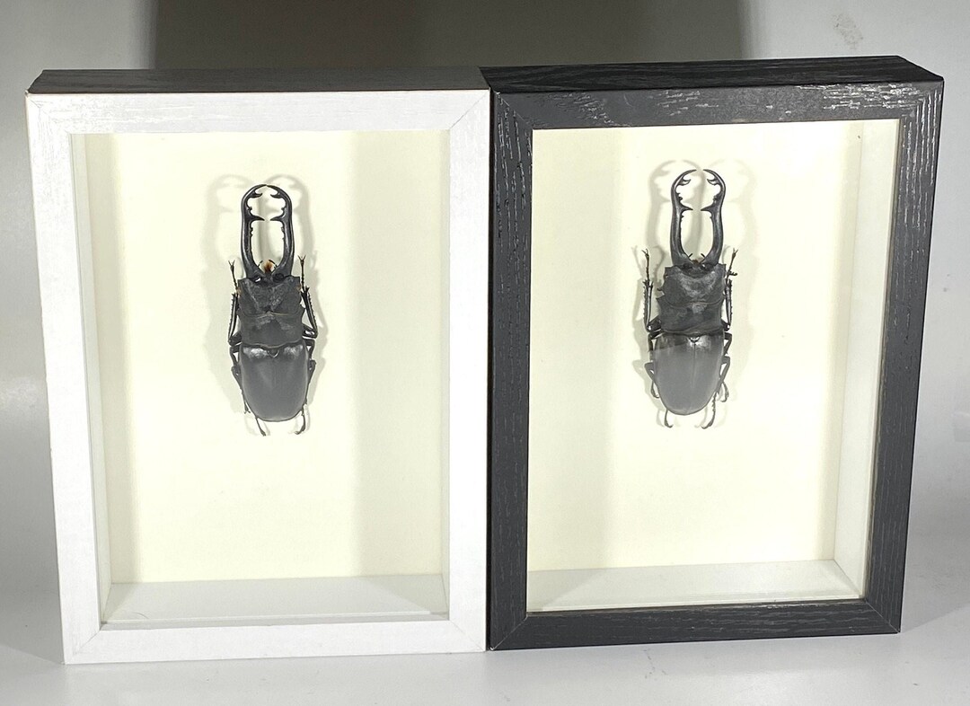 Real Framed Black White Shadow Box Indonesian Stag Beetle ...
