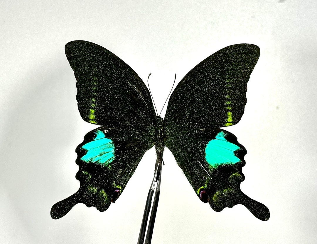 Real Blue Green Papilio Paris Butterfly Home Decor Indonesia - Etsy