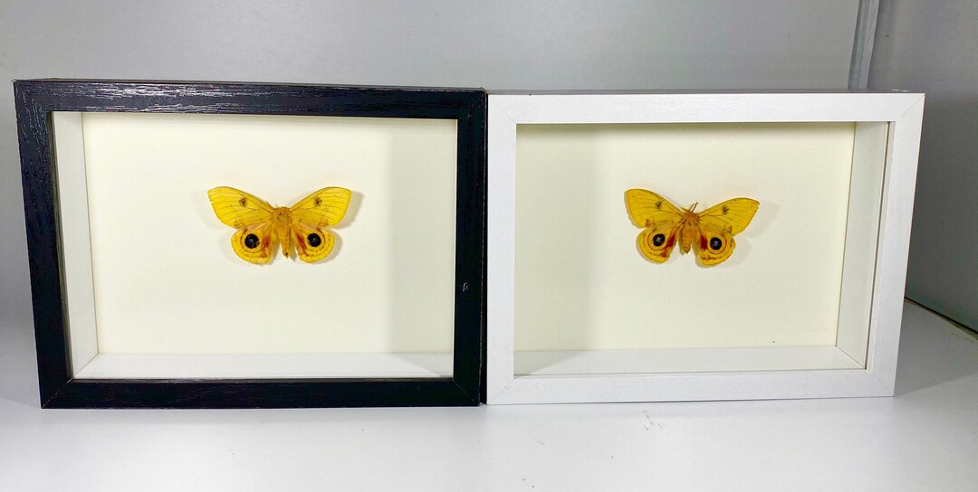 Enmarcado amarillo Automeris Io polilla decoración del hogar - Etsy España