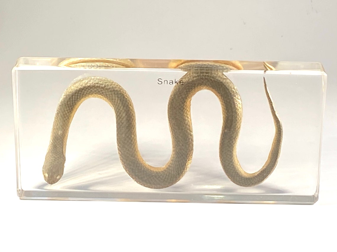 Real Snake in Resin Lucite Animal Taxidermy Oddity | Etsy