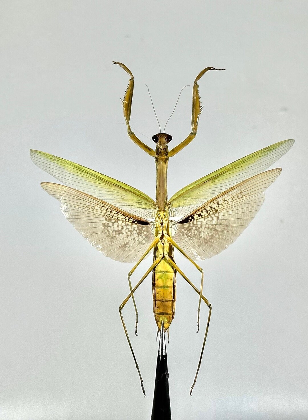 Green Tenodera Sinensis Praying Mantis Insect Taxidermy Indonesia - Etsy