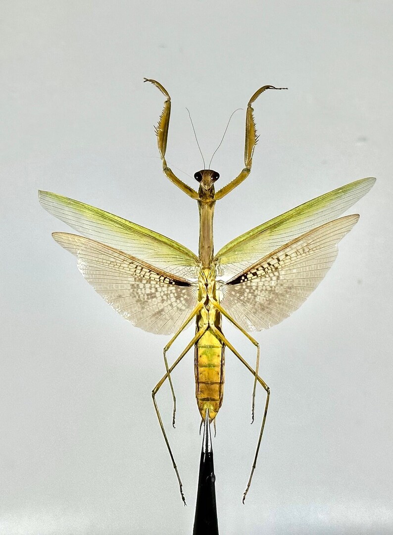 Green Tenodera Sinensis Praying Mantis Insect Taxidermy Indonesia - Etsy