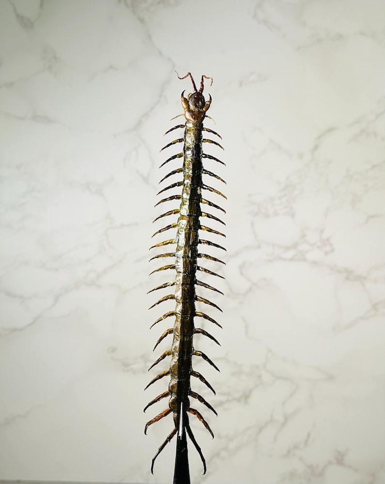 Real Scolopendra Subspinipes Centipede Home Decor Oddities Vietnam - Etsy