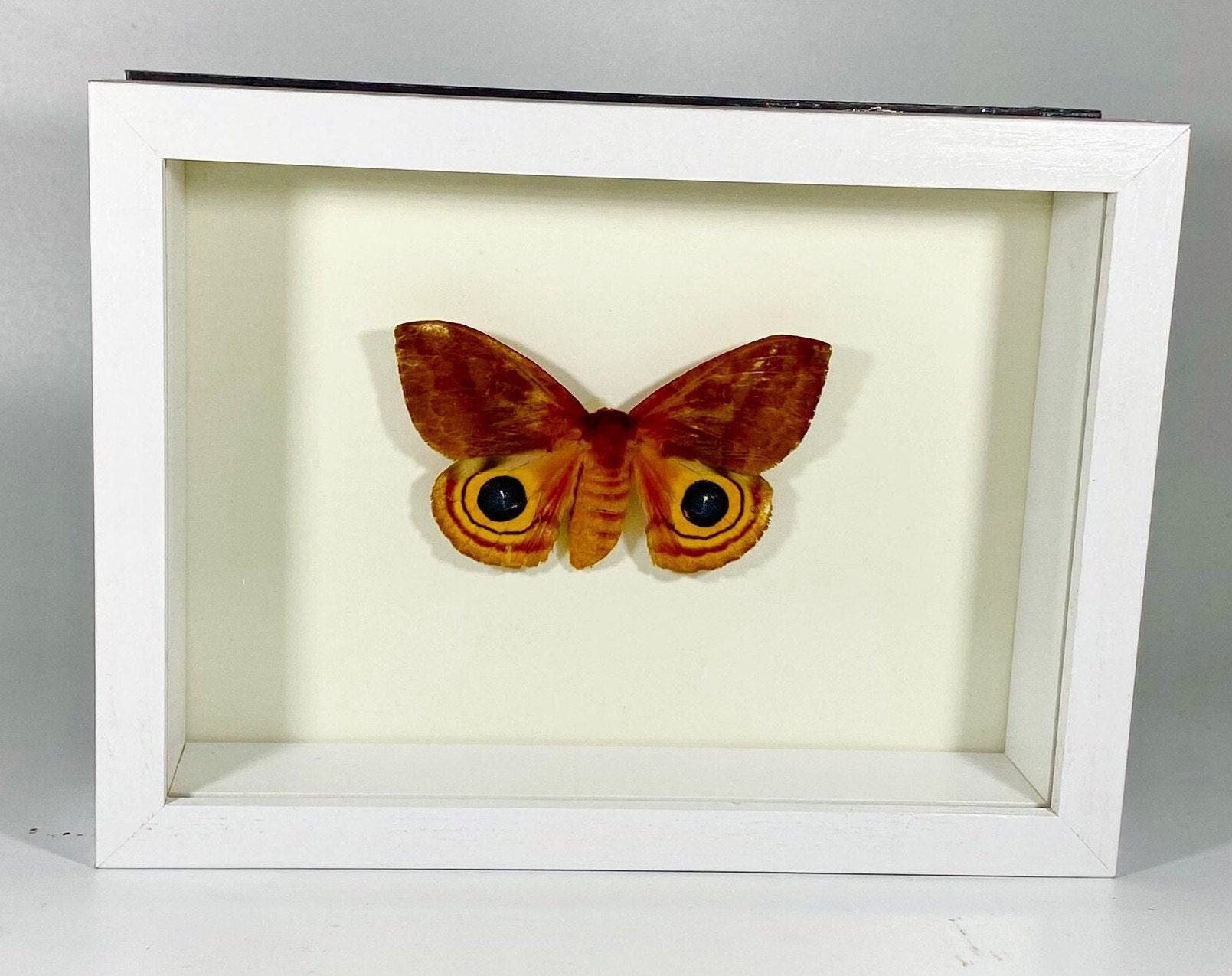 Framed Black White Shadow Box North American Female Io Moth - Etsy