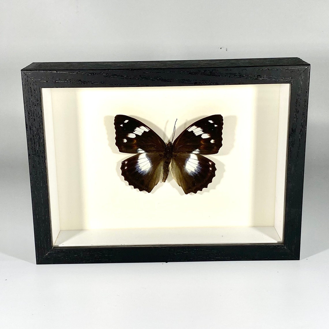 Framed Black Mimathyma Chevana Butterfly Home Decor China - Etsy