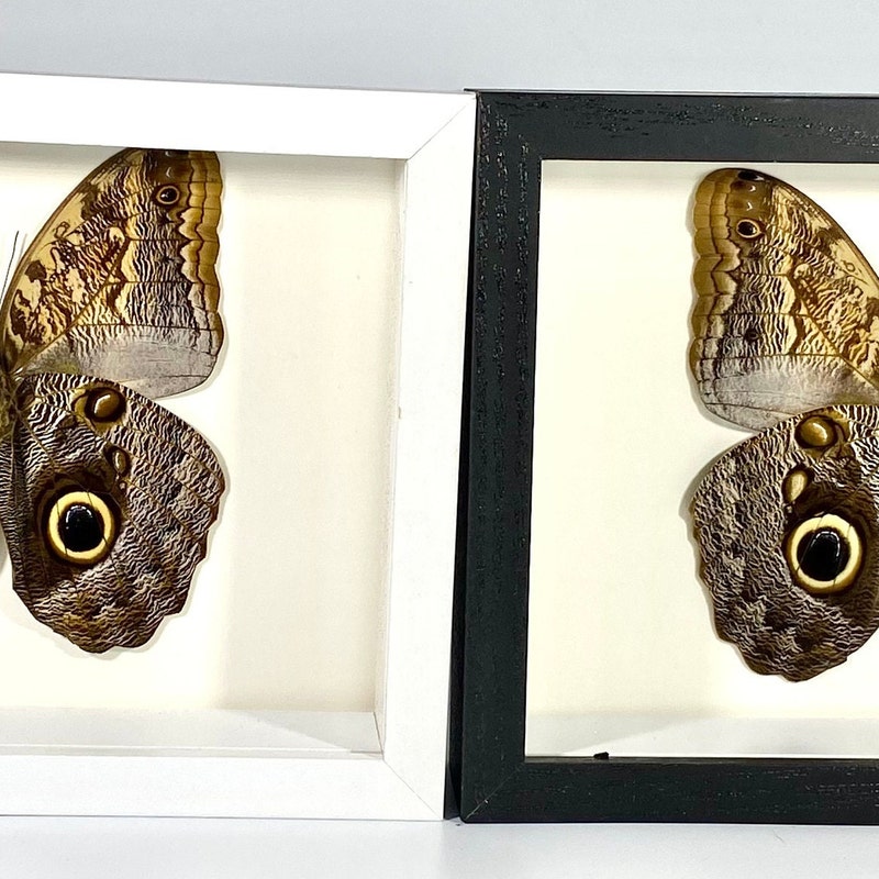 Butterfly Brown Frame - Etsy