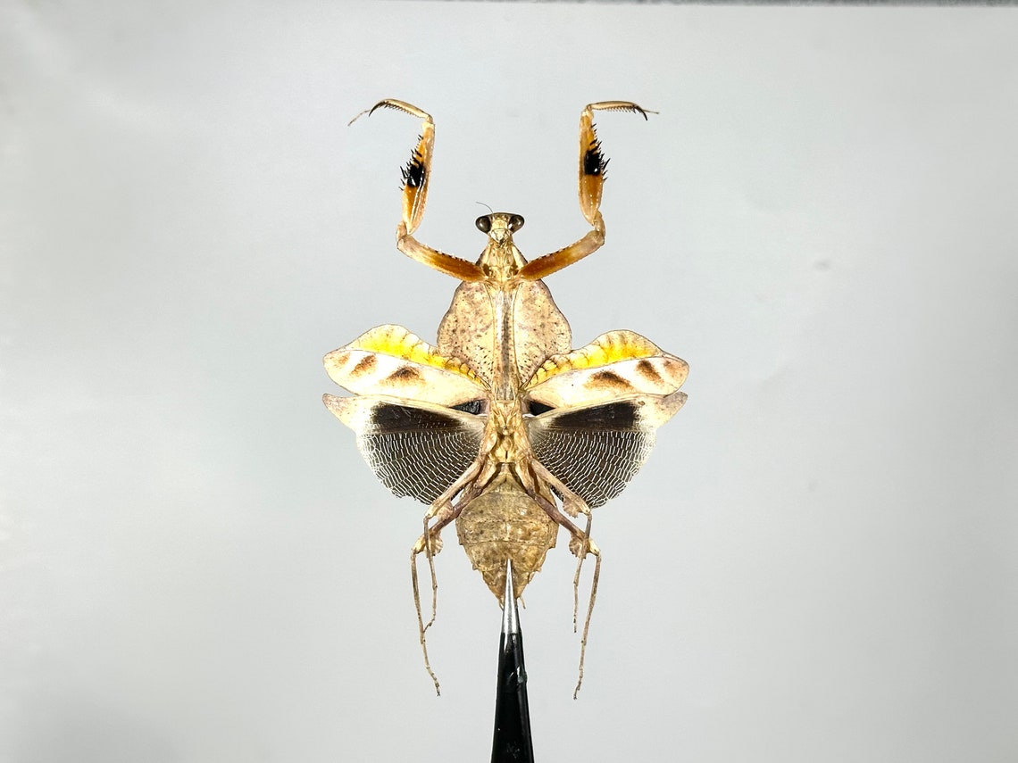 Real Deroplatys Lobata Dead Leaf Praying Mantis Home Decor Indonesia - Etsy