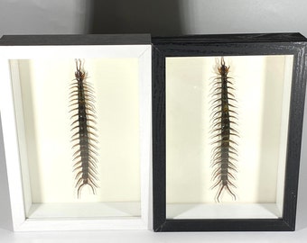 Red Gold Centipede Preserved Wet Specimen - Etsy