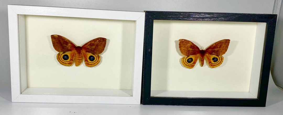 Framed Black White Shadow Box North American Female Io Moth Automeris ...