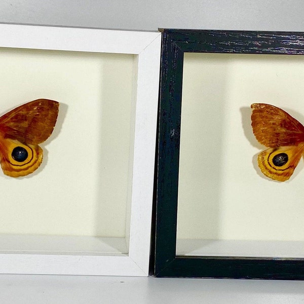 Moth Shadow Box - Etsy