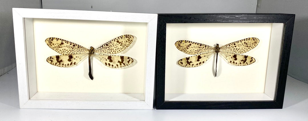 Framed Yellow Palpares Sp Antlion Home Decor Madagascar - Etsy