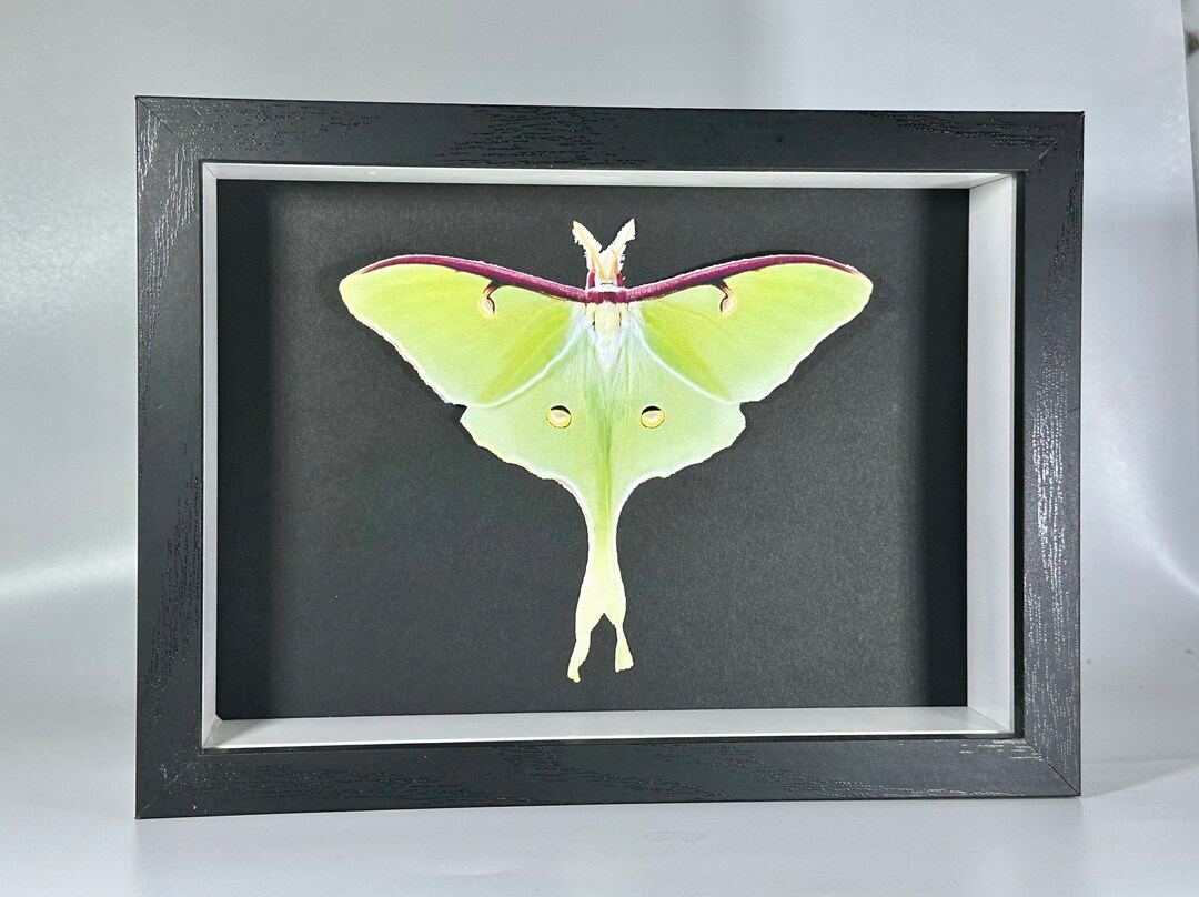 Replica Framed Luna Moth Actias Luna Home Wall Decor North America - Etsy