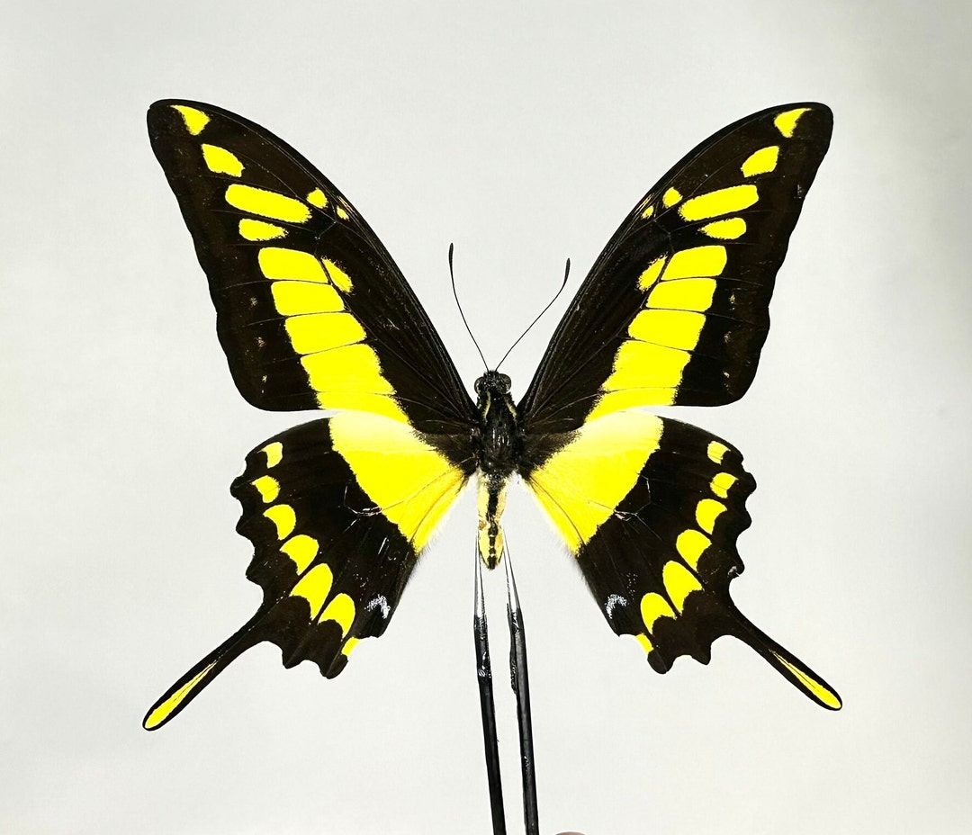 Real Yellow Black Papilio Lycophron Butterfly Home Decor Indonesia - Etsy