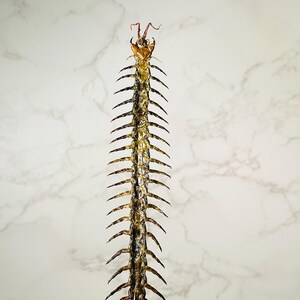 Real Scolopendra Subspinipes Centipede Home Decor Oddities Vietnam - Etsy