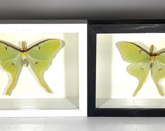 Real Moth | Etsy