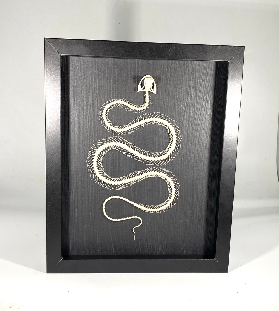 Real Framed Black Shadow Box Indonesian Snake Skeleton White Lipped Pit ...
