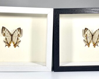 Cyrestis Camillus Black White Mapwing Butterfly Africa - Etsy