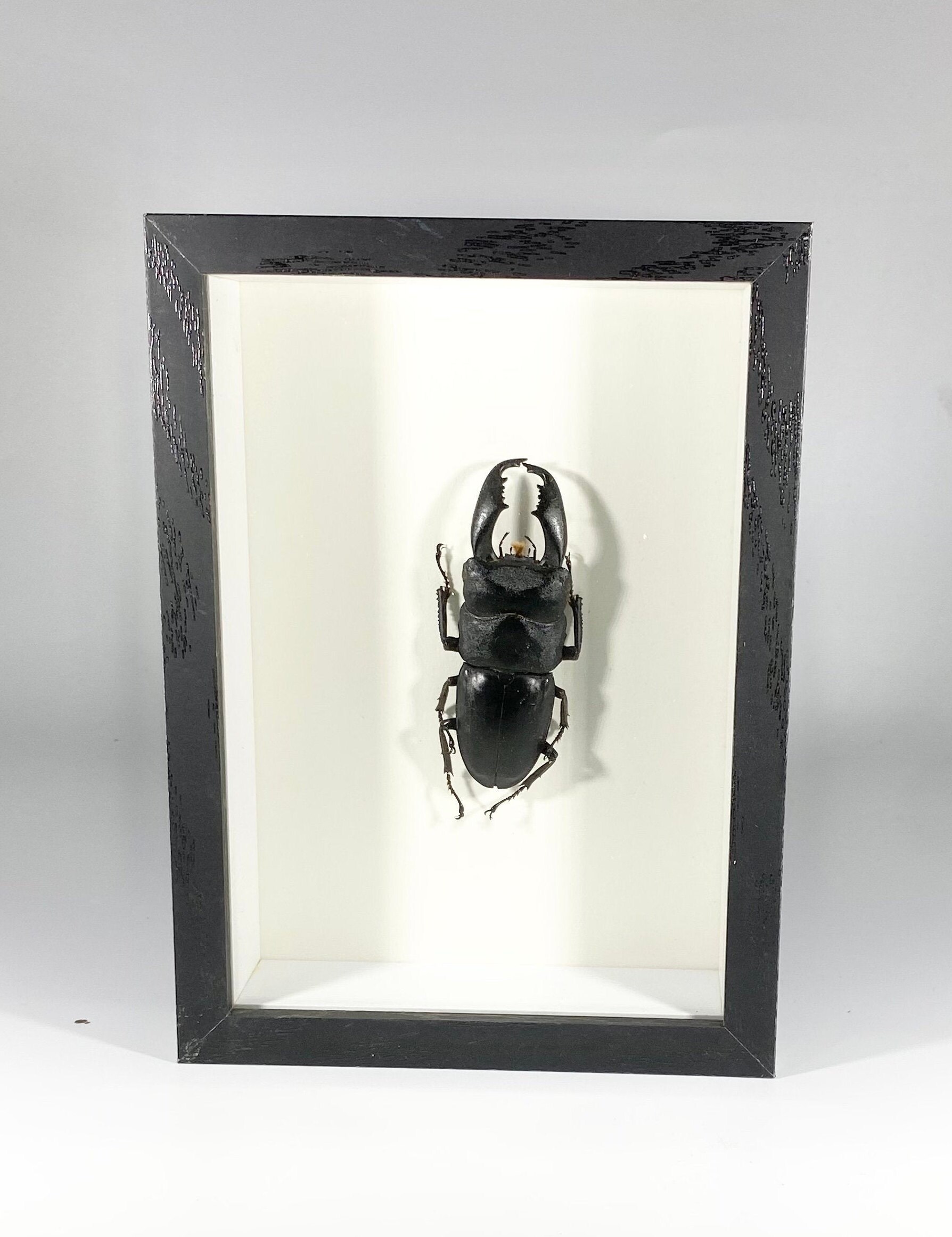 Framed Black Dorcus Titanus Home Decor Indonesia - Etsy