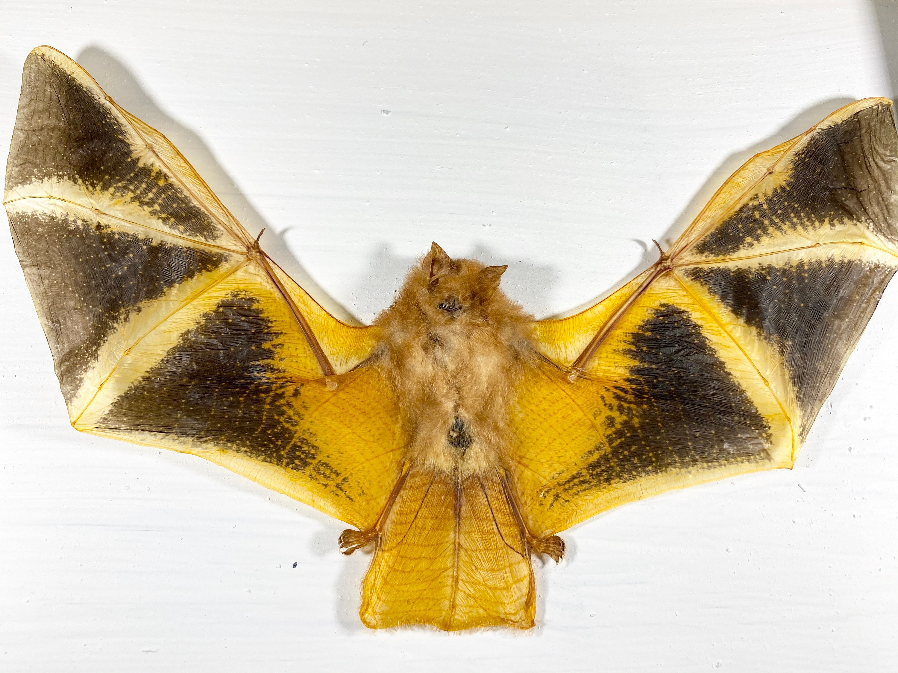 One Real Painted Bat Kerivoula picta animal taxidermy art | Etsy