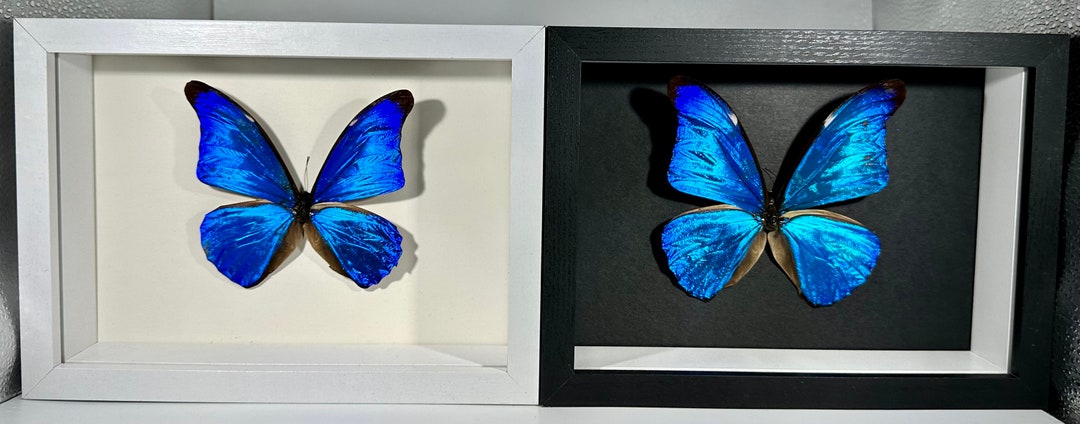 Framed Green Morpho Rhetenor Butterfly Home Decor Colombia - Etsy