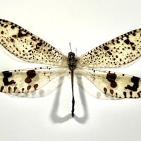 Leopard Winged Walking Stick Insect Paracyphocrania Major Framed ...