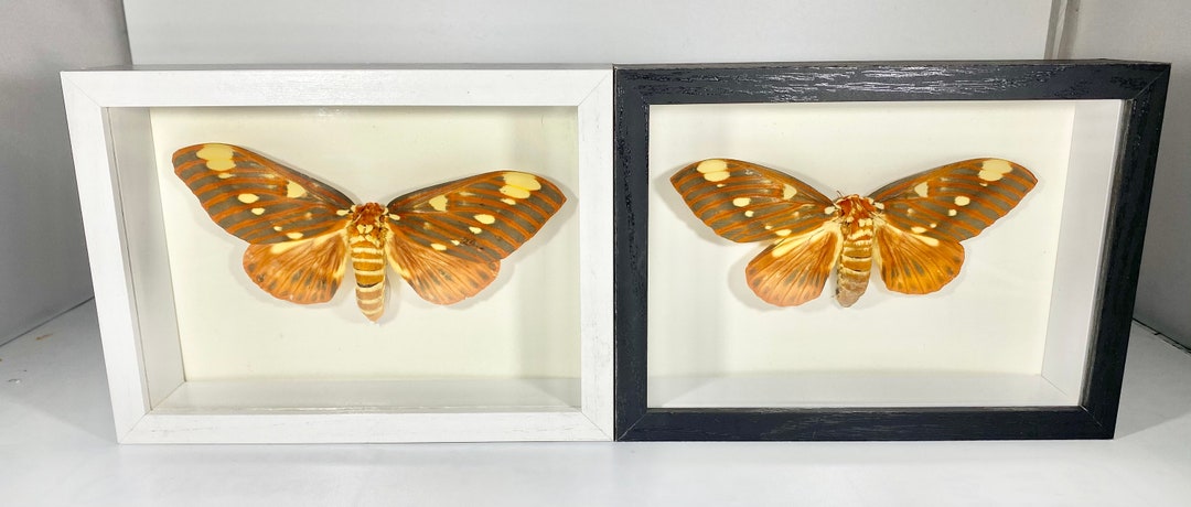 Real Framed Black White Shadow Box Orange Yellow Brown North American ...