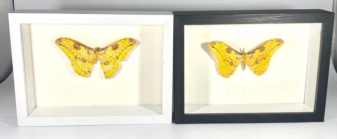 Framed Yellow Loepa Cynopis Moth Home Decor Indonesia - Etsy