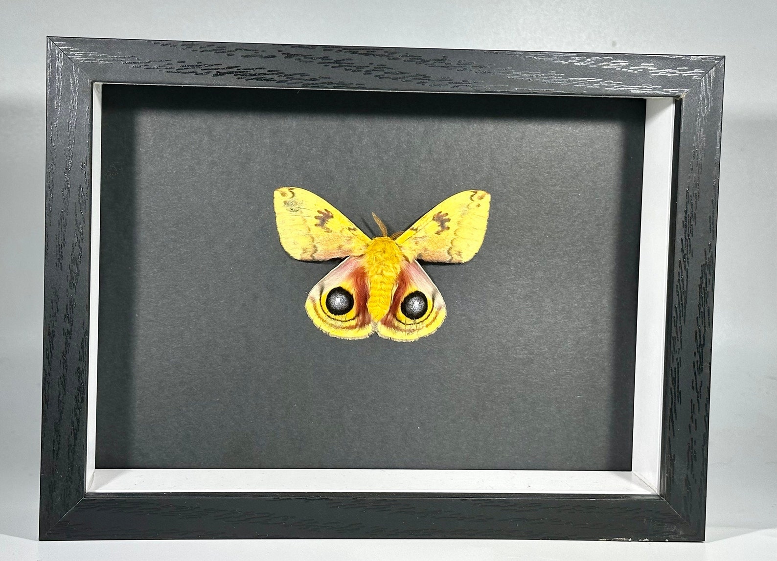 Framed Yellow Automeris Io Moth Home Decor North America - Etsy