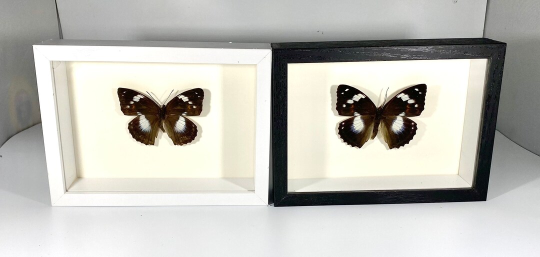 Framed Black Mimathyma Chevana Butterfly Home Decor China - Etsy