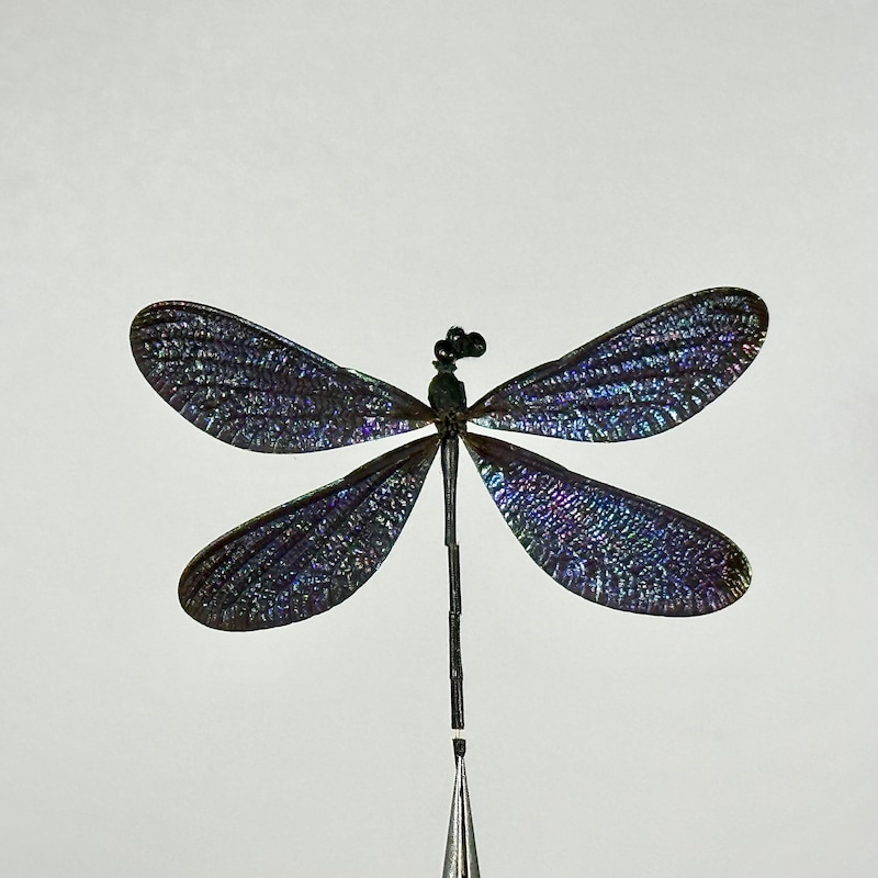 Dragonfly Dry - Etsy