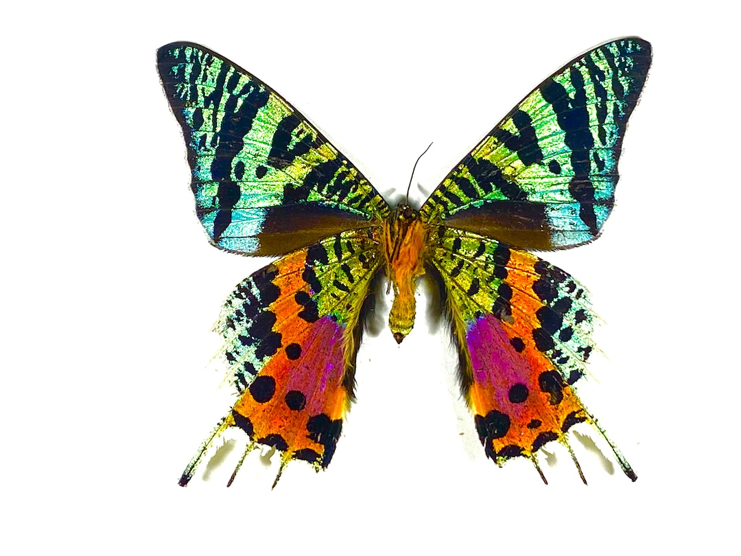 Real Green Chrysiridia Rhipheus Sunset Moth Madagascar - Etsy