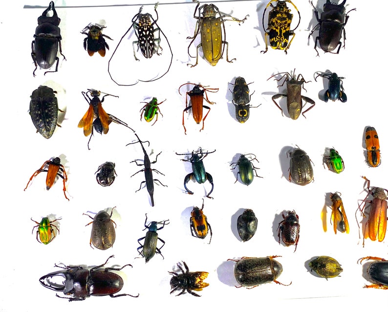 Assorted Tropical Insect Lot Taxidermy - Etsy