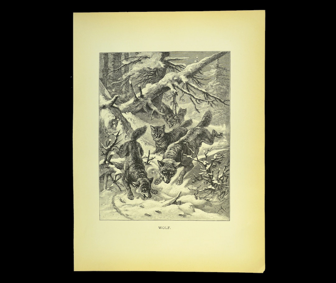 Ca 1885 Antique Wolf Lithograph Pack of Wolves Print - Etsy