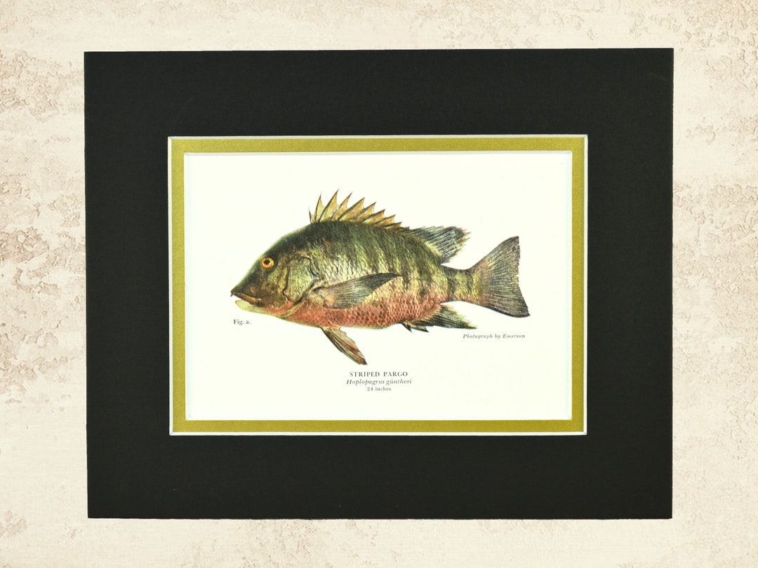 Striped Pargo Fish Print Ready to Frame Frameable Fishing Decor - Etsy