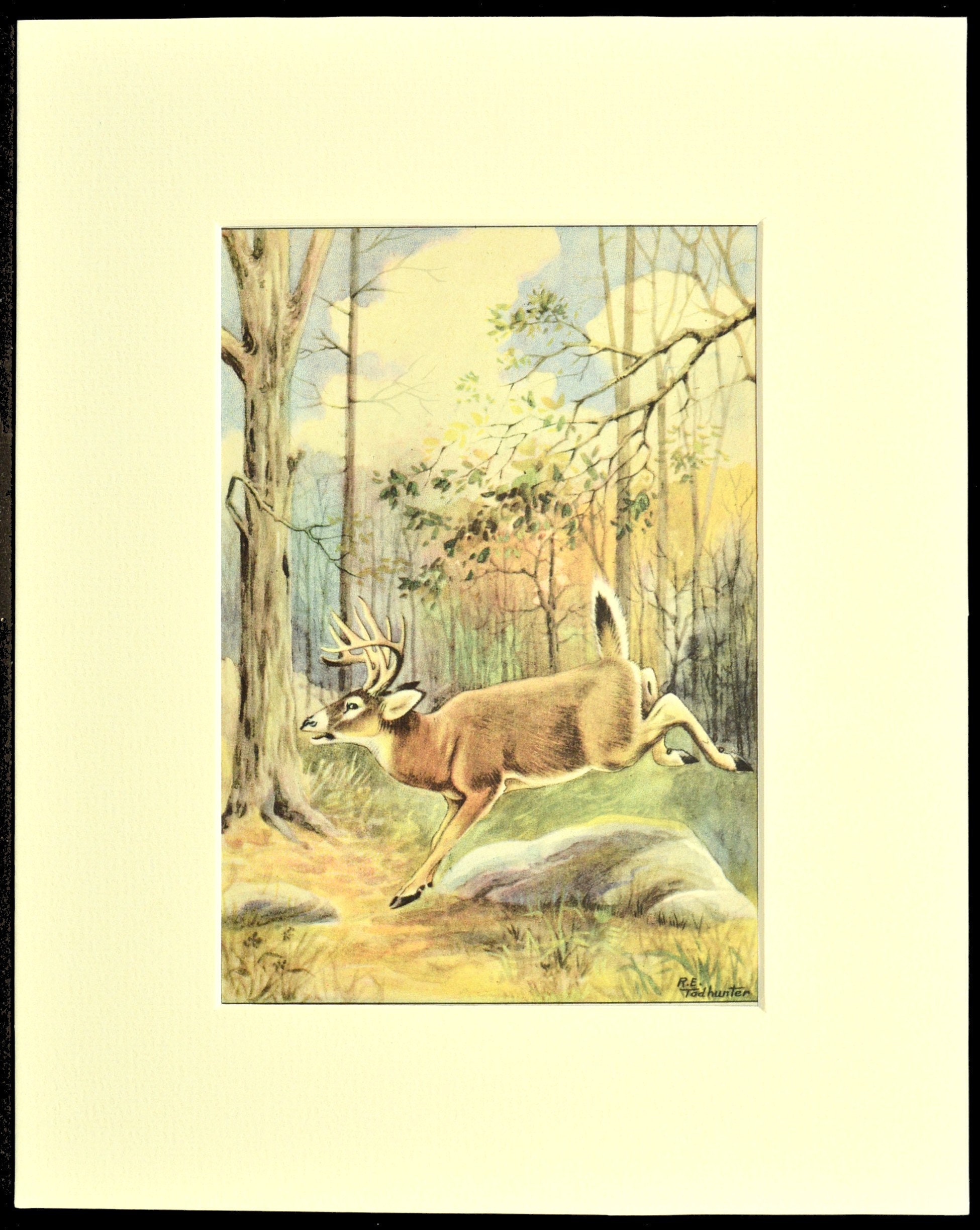 Vintage Deer Print White Tailed Frameable Buck Wall Art Hunter Gift ...