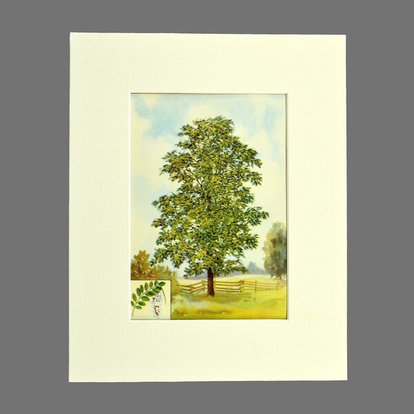 Locust Tree - Etsy