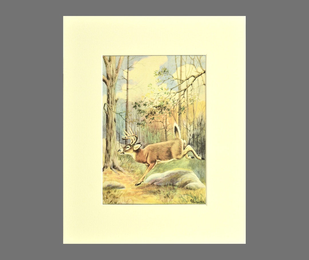 Vintage Deer Print White Tailed Frameable Buck Wall Art Hunter Gift ...