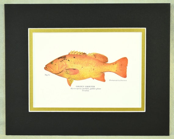 Golden Grouper