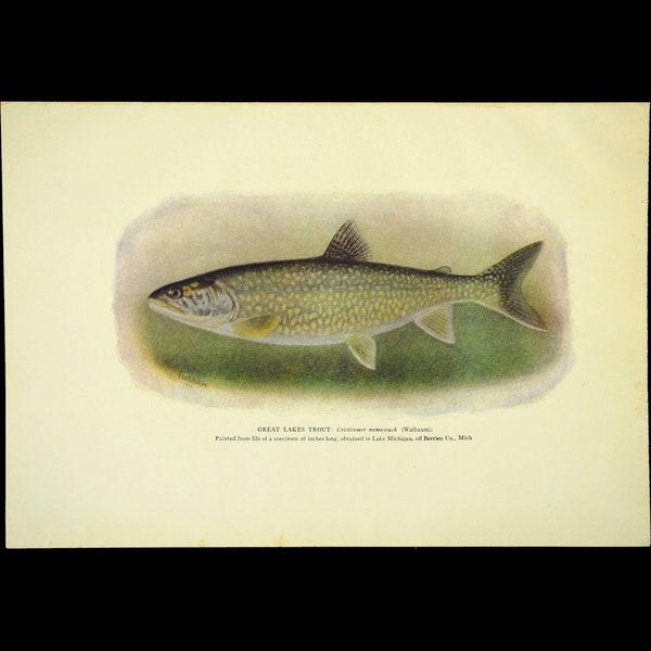 Antique Fish Print - Etsy