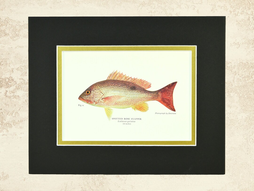 Vintage Red Snapper Print Fish Wall Art Frameable Fishing Decor Spotted ...