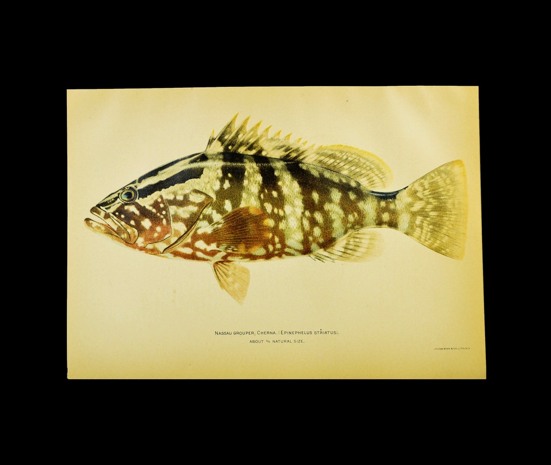 Ca 1902 Antique Fish Lithograph Print Nassau Grouper Cherna - Etsy