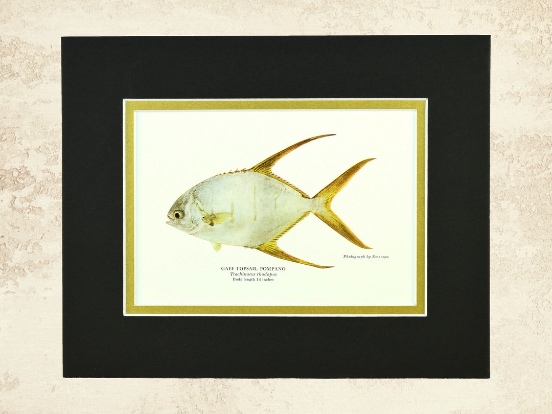 Vintage Pompano Fish Print Frameable Ready to Frame Gafftopsail Fishing ...