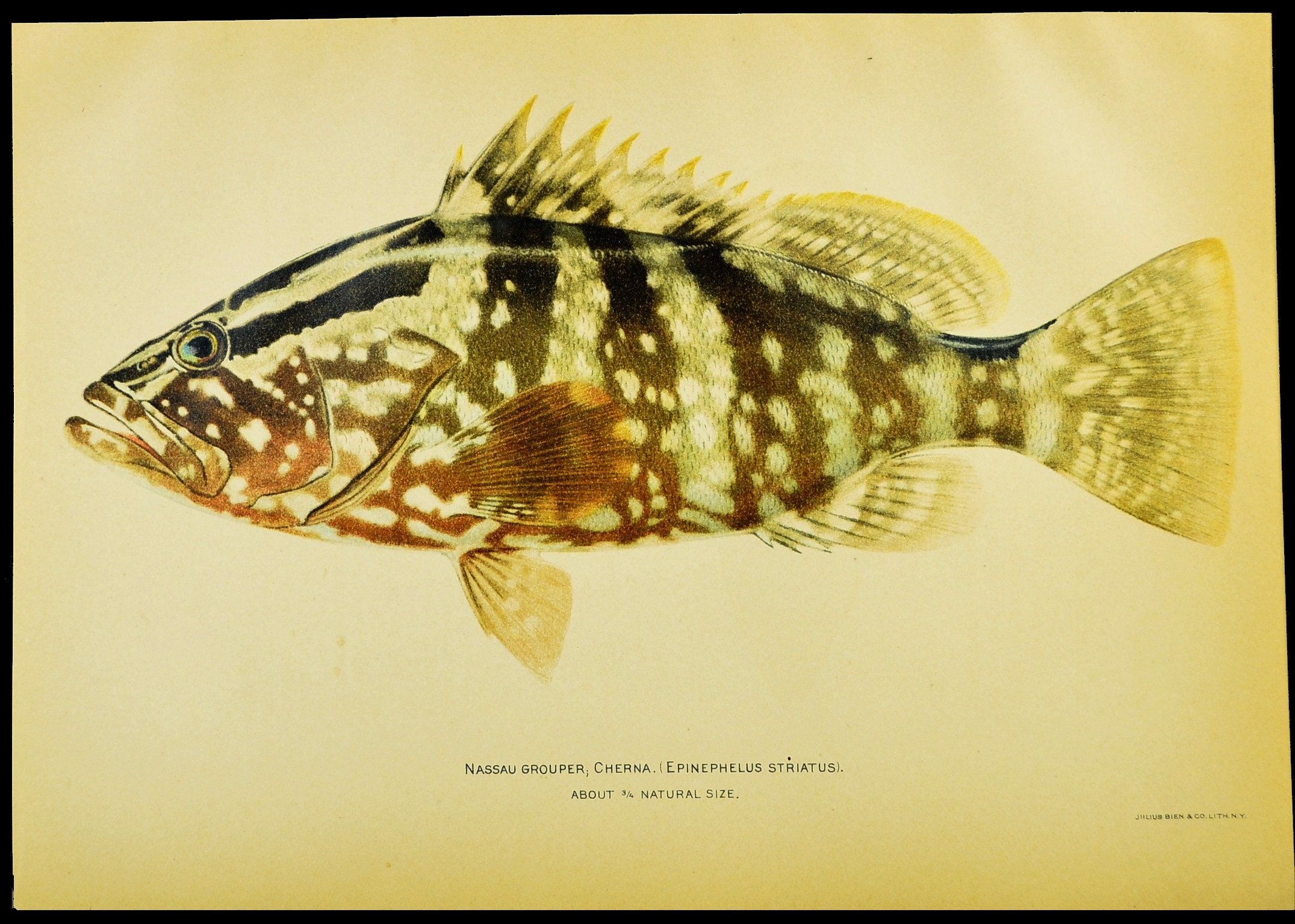 Ca 1902 Antique Fish Lithograph Print Nassau Grouper Cherna - Etsy