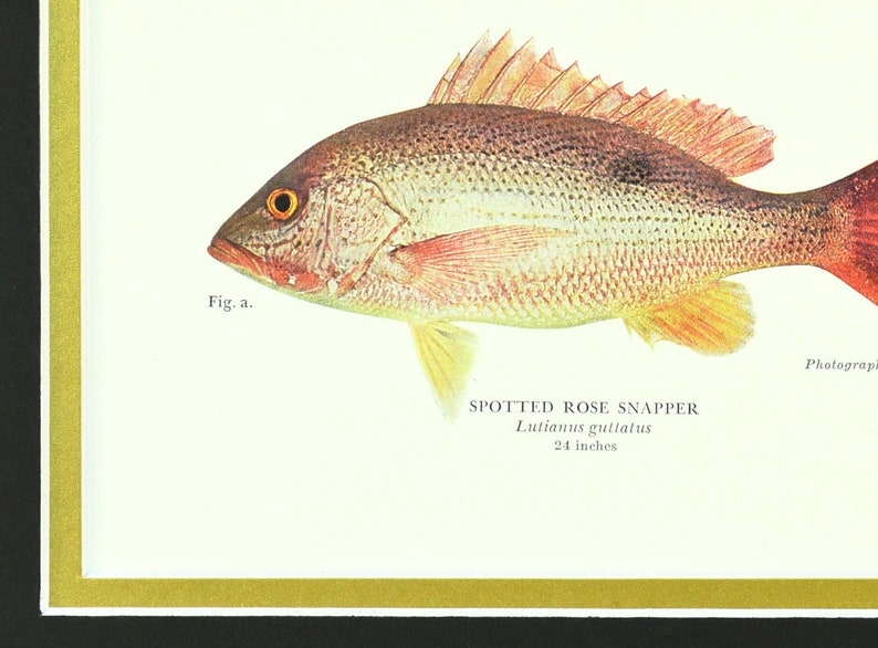 Vintage Red Snapper Print Fish Wall Art Frameable Fishing Decor Spotted ...