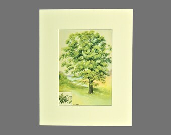 Pecan Tree - Etsy