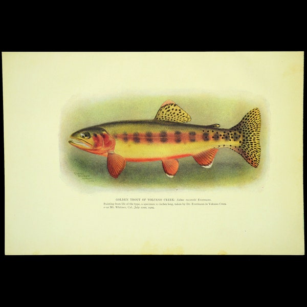 Antique Original Trout Lithograph - Etsy