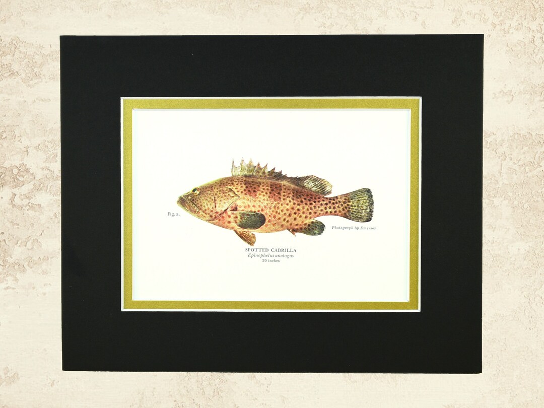 Spotted Cabrilla Fish Print Frameable Ready to Frame Fishing Decor Red ...